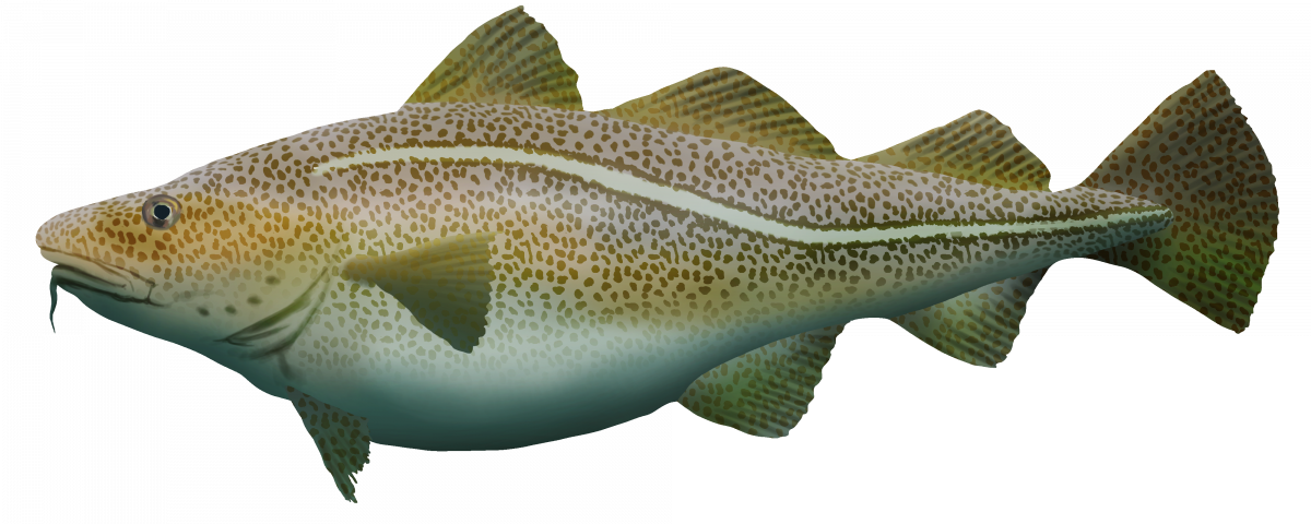 Cod - MSP Knowledge Base